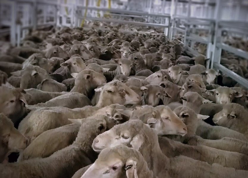 Emanuel Exports, live sheep exports and regulatory failure - Michael West